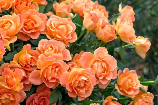 Pin By Nan On Ro s Rosa Community Gardening Garden Images Garden pin-by-nan-on-ro-s-rosa-community-gardening-garden-images-garden